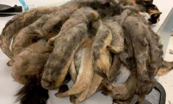 La increible transformación del gato con rastas – El Día de Gualeguaychú