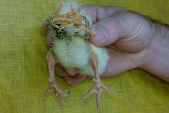 Gualeguaychú: nació un extraño pollito con cuatro patas – El Día de ...