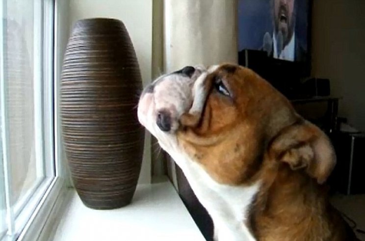 El perro cantante que conquistó las redes sociales – El Día de Gualeguaychú