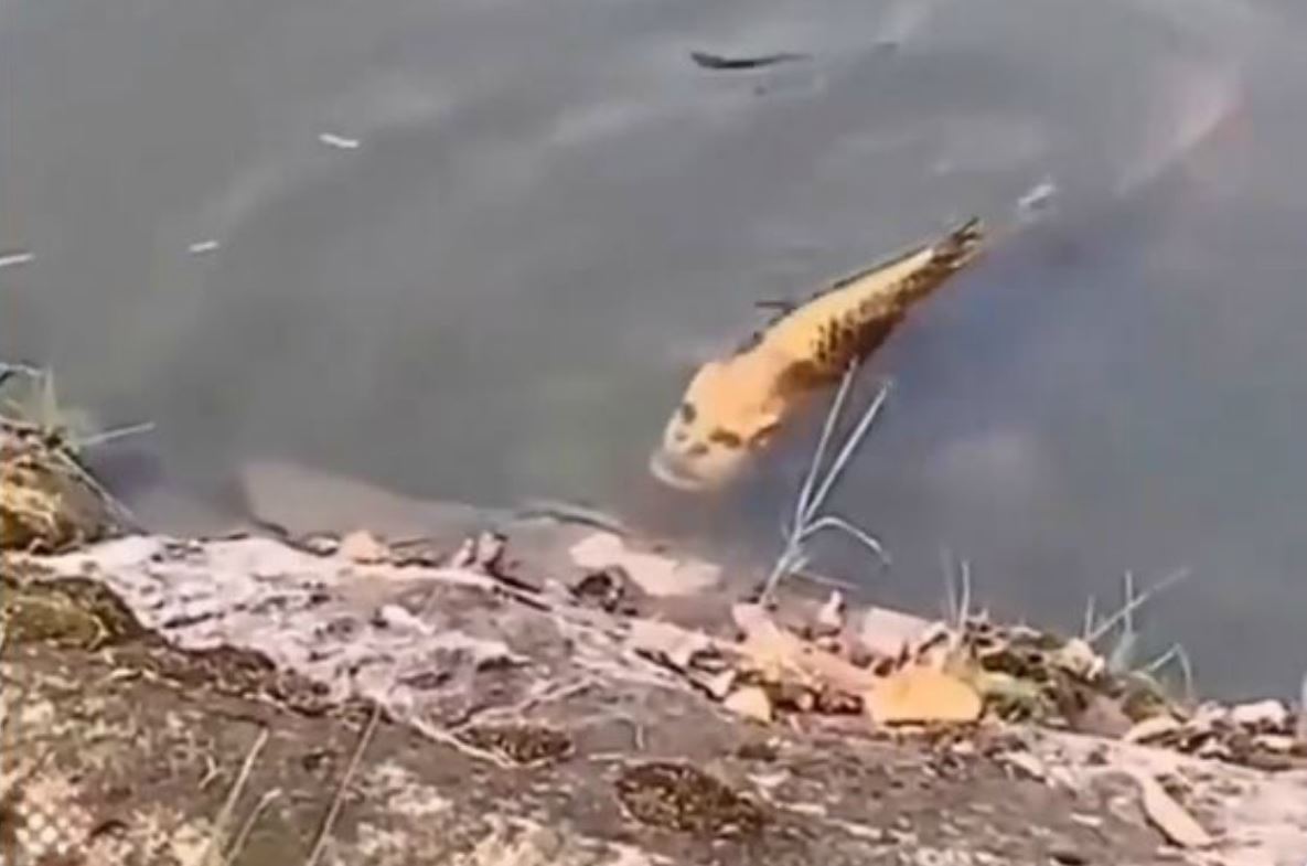 El pez con rostro humano que asusta a todos en las redes de manera ...