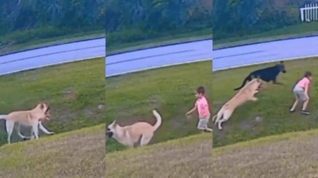 Un Perro Héroe Salvo A Un Nene Que Era Atacado Por Otros Dos Canes