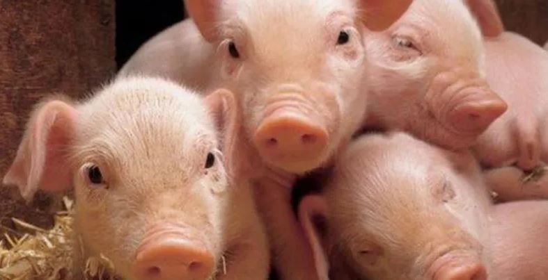 Enorme avance científicos argentinos: obtuvieron 5 lechones para lograr ...