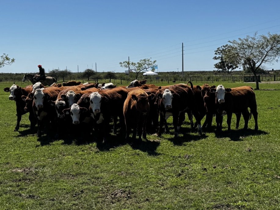 Prevén el tercer año consecutivo de caída del rodeo vacuno, con hasta ...