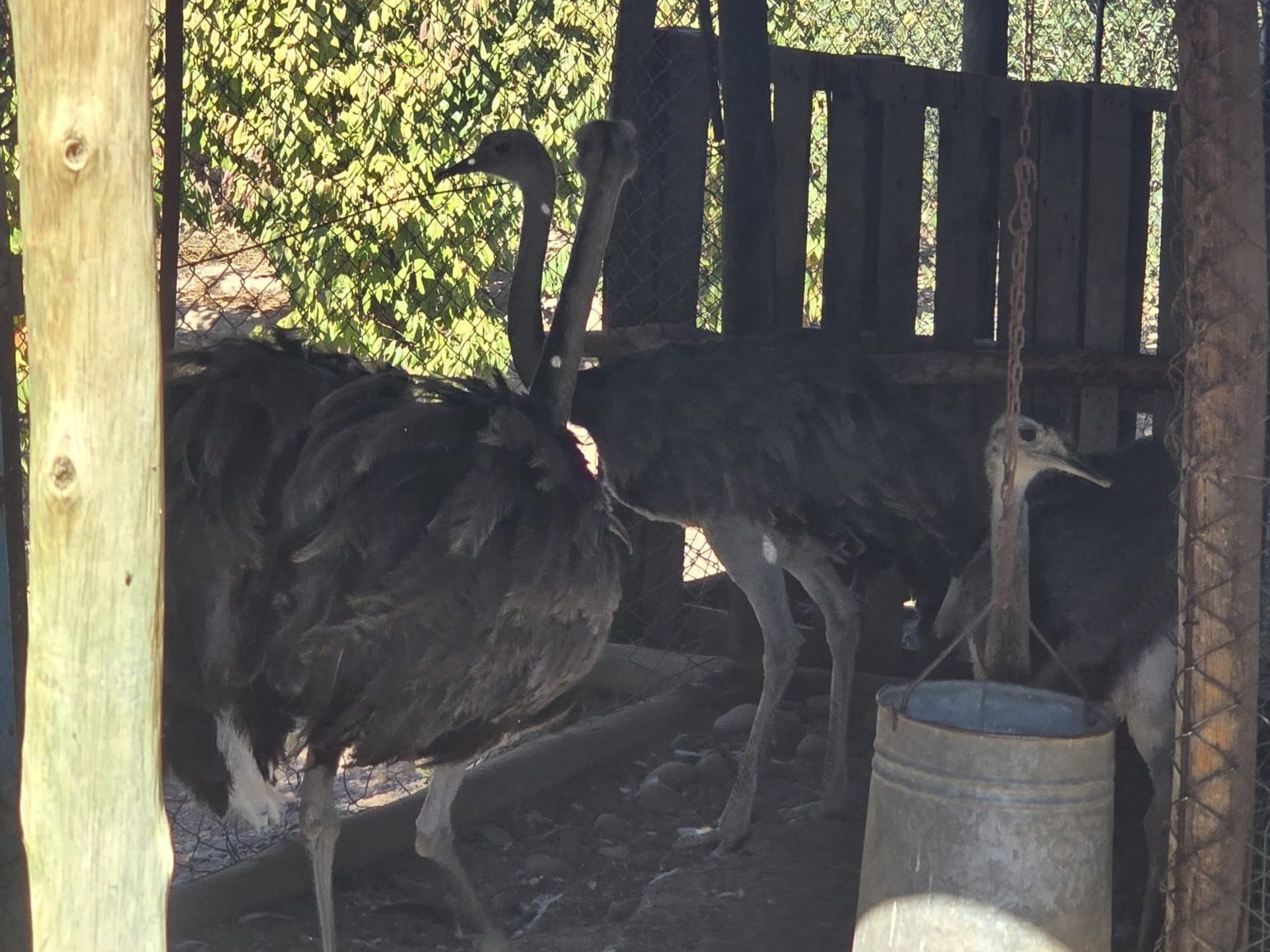 Rescataron a tres ñandúes cautivos ilegalmente en una finca mendocina ...